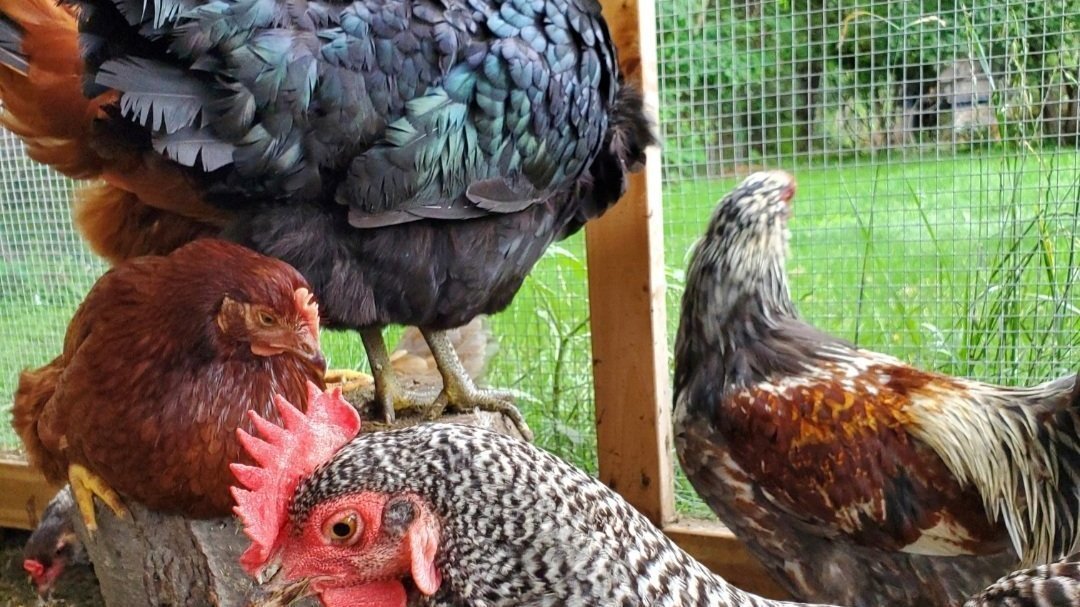 Petition · Grandville, MI. Chicken Rights - Grandville, United States ...