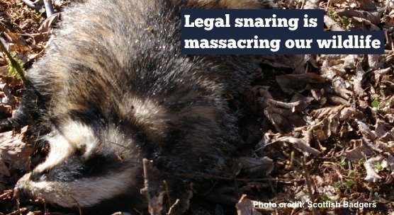 Petition · End the Cruelty of Snaring · Change.org