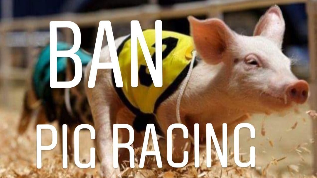 Petition · BAN Pig Racing - United Kingdom · Change.org