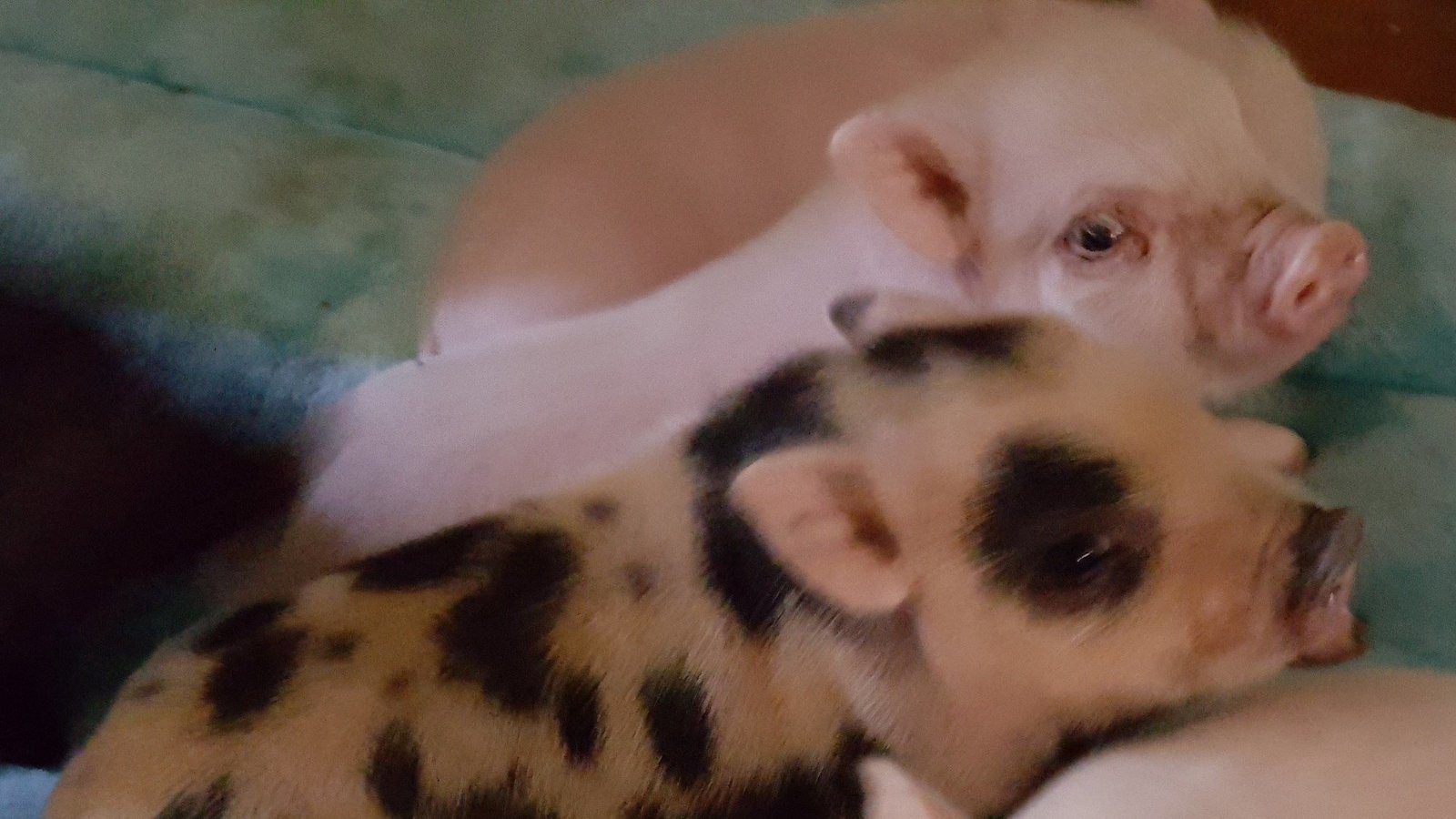 Petition · Let us keep our mini pigs home where they belong! Mini-Pigs ...