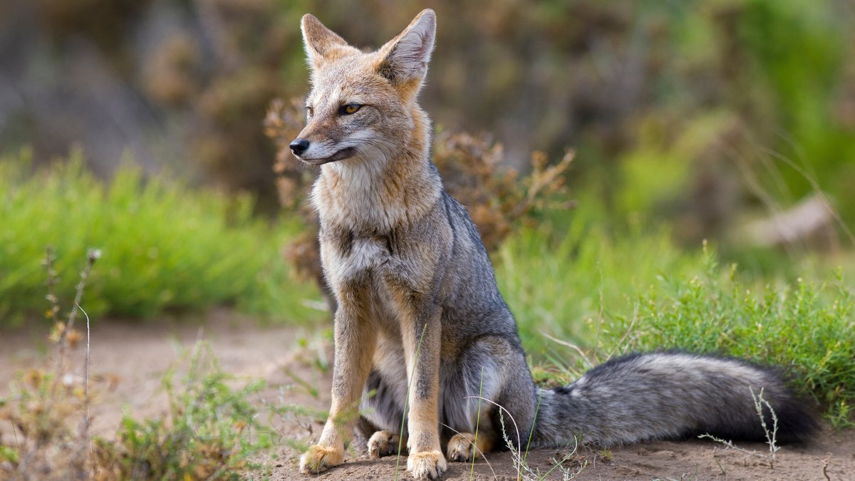 Petición · No más crueldad animal ¡Justicia para el zorrito deborado ...