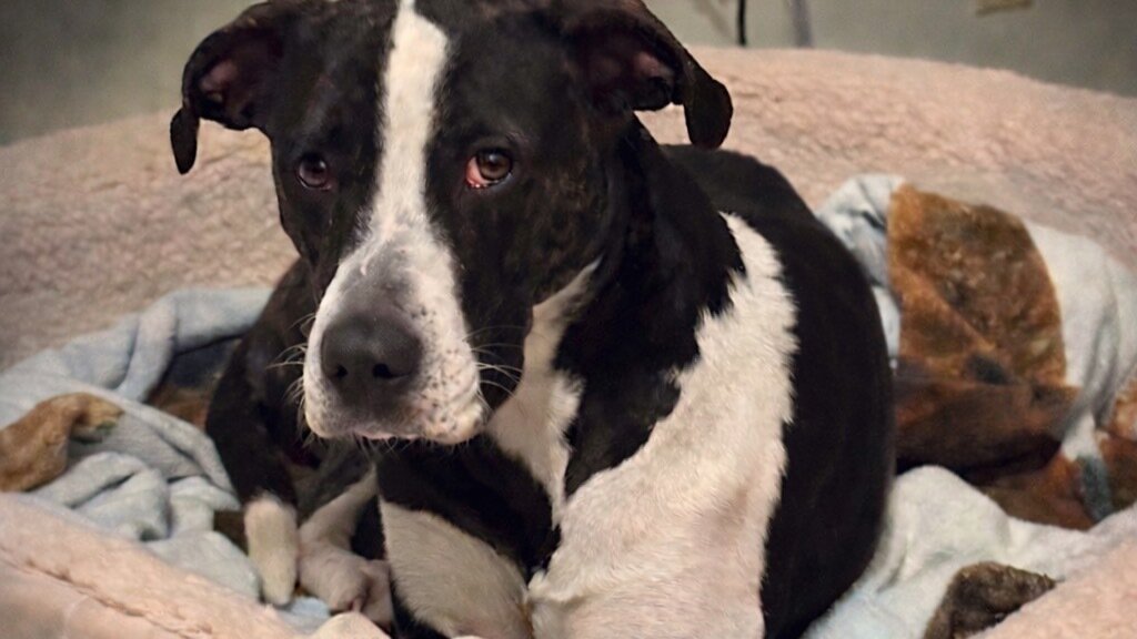 Petition · Justice For Rosie: Hold Jill Pessot Accountable - Greater ...