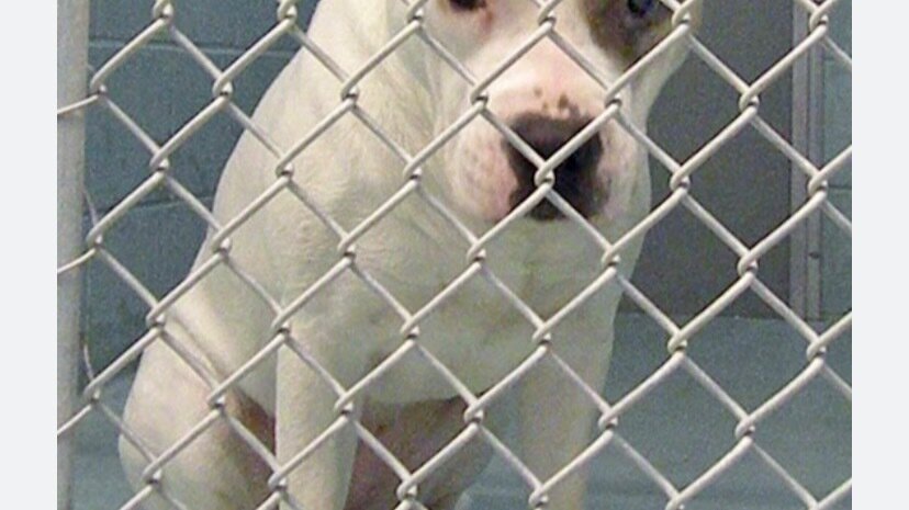 Petition · Change Breeding Laws in Ohio - United States · Change.org