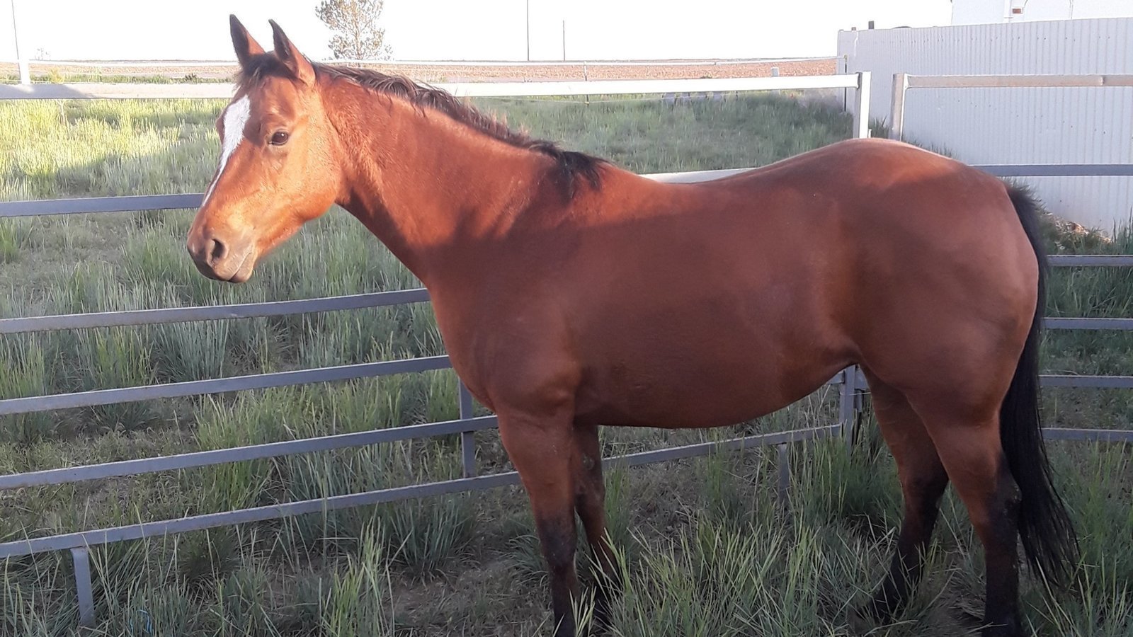 Petition · Okay horse angels lets all help the horses with a second ...