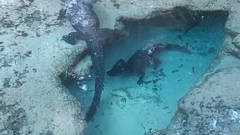 Petition · Protect Florida's Citizens: Establish Alligator Protection ...