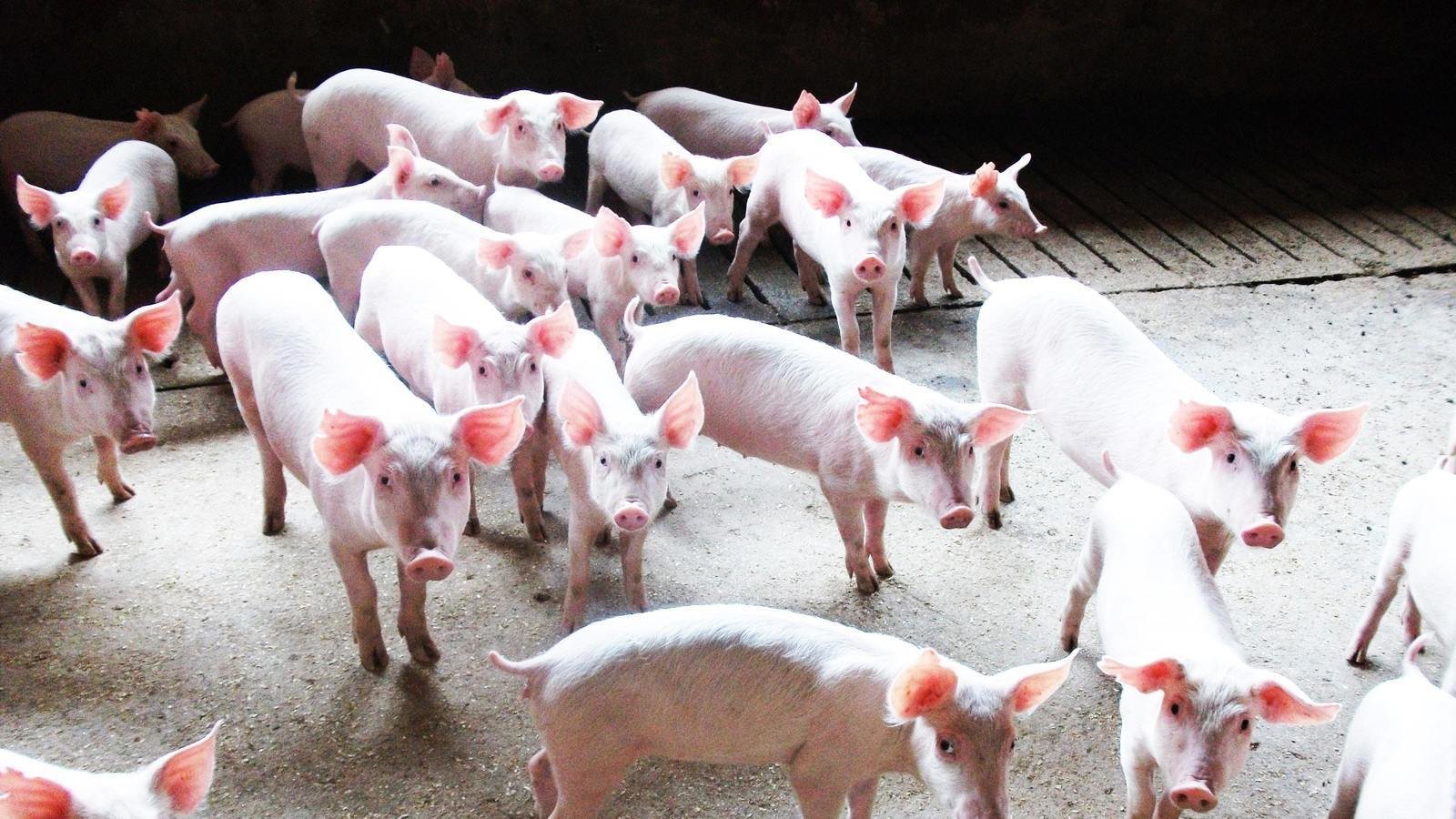 Petition · Don’t give the pork industry the power to regulate ...