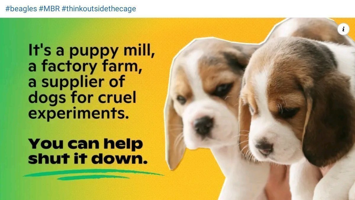 Petition · I want to give a loving home to an MBR beagle, - United ...