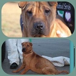 Petition update · Hunting Breed Specific Dogs-Vickie West Aggravated ...