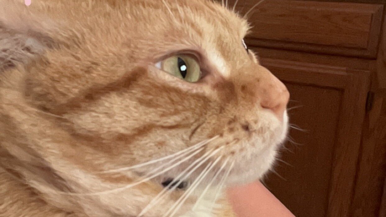 Petition · Make for this cat to is be MAYOR - New Hartford, United ...