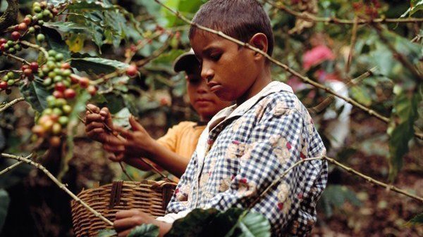 Petition · End Child Labor on Coffee Plantations: Tell Starbucks to ...
