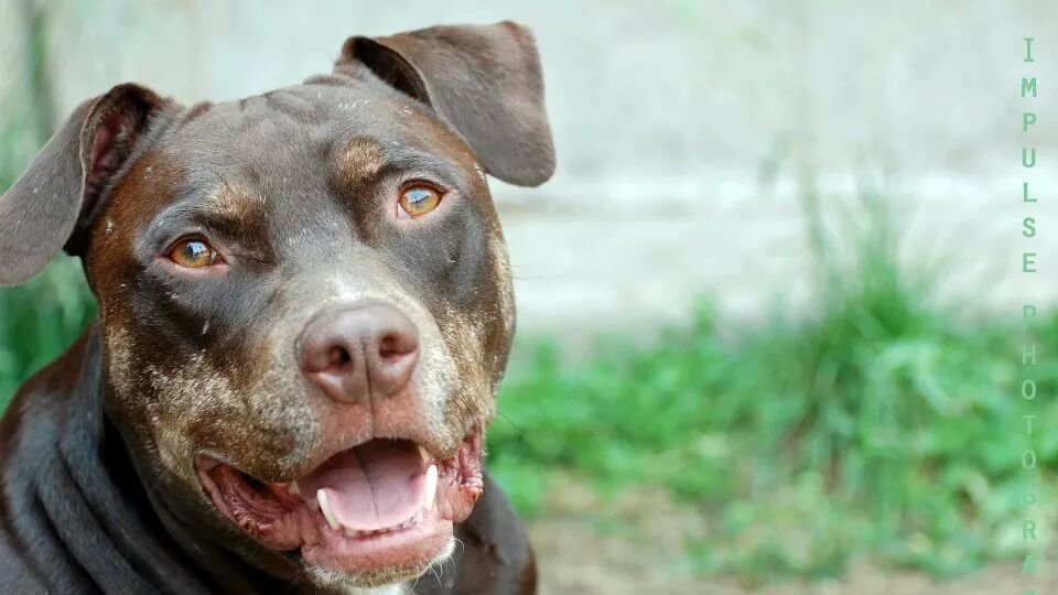 Petition · “Chaos’ Cause”, Stop the City of Calgary Animal & Bylaw ...