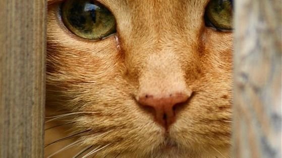 Petition · Get Tobin a therapy cat - New Zealand · Change.org