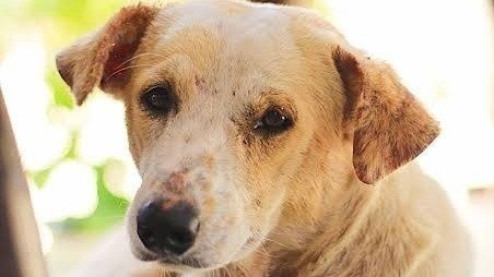 Petition · Stop SLAUGHTERING Askals - Philippines · Change.org