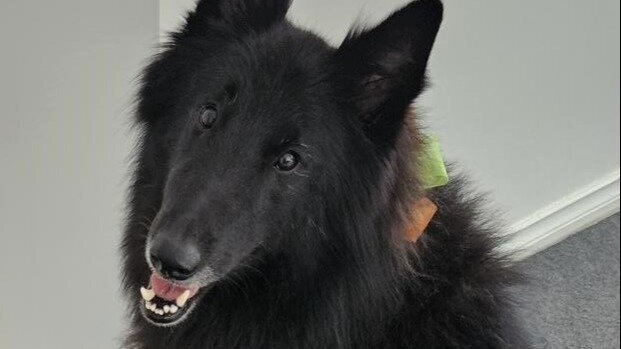 Petition · Keep Thomas Halton Dog Park Leash-Free from Sunrise to 8:00 ...