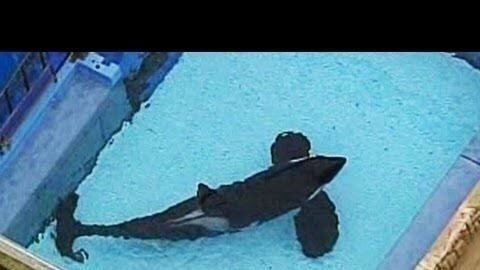 Petition · SHUT SEAWORLD DOWN! - Australia · Change.org