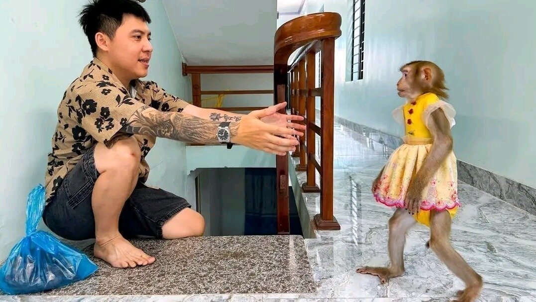 Petition · Preserve and Protect Vietnam's Beloved Primates, Kaka and ...