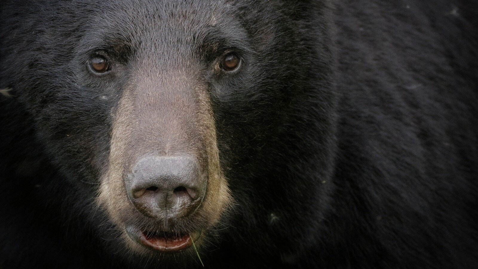 Petition update · *HELP STOP THE FLORIDA BEAR HUNT * SIGN OUR NEW ...