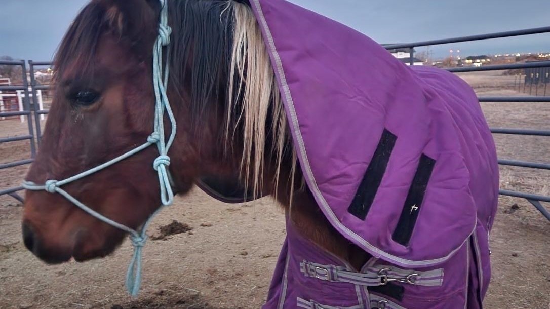 Petition · STOP THE SLAUGHTERING OF WILD MUSTANGS!!! - United States ...