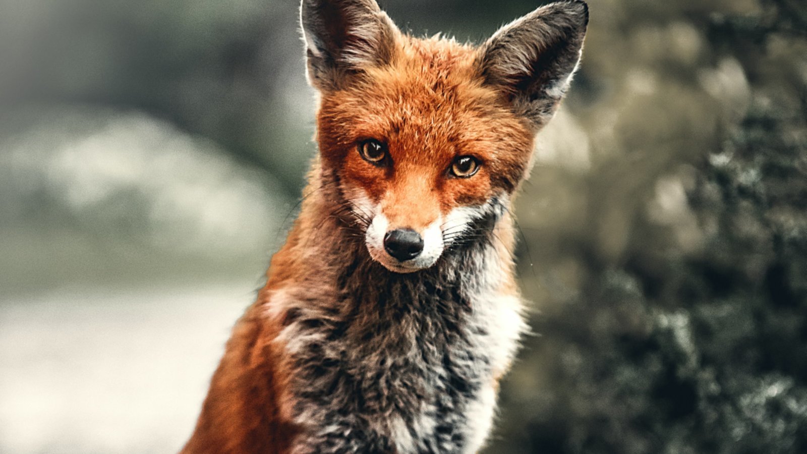 Petition · Banish fox cruelty in all nations - United Kingdom · Change.org