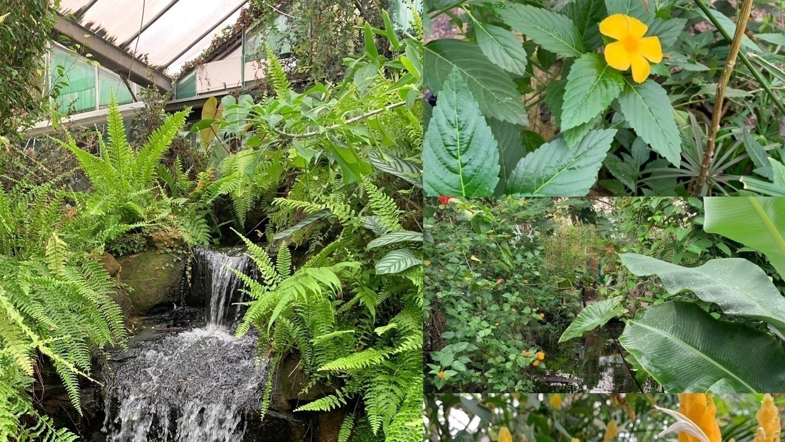 Petition · Help save Edinburgh Butterfly & Insect World - United ...