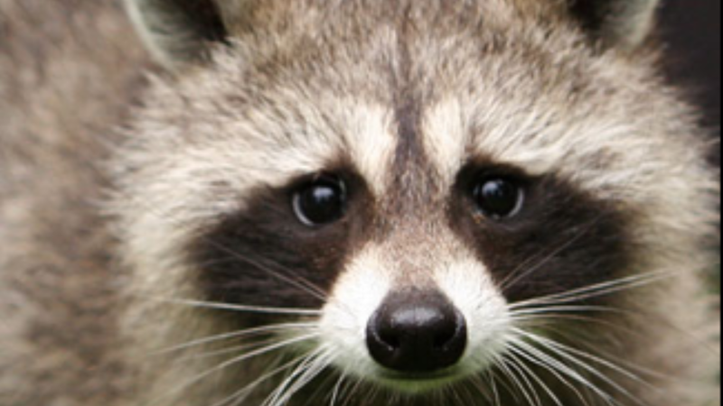 Petition · Stop the police from abusing innocent animals! · Change.org