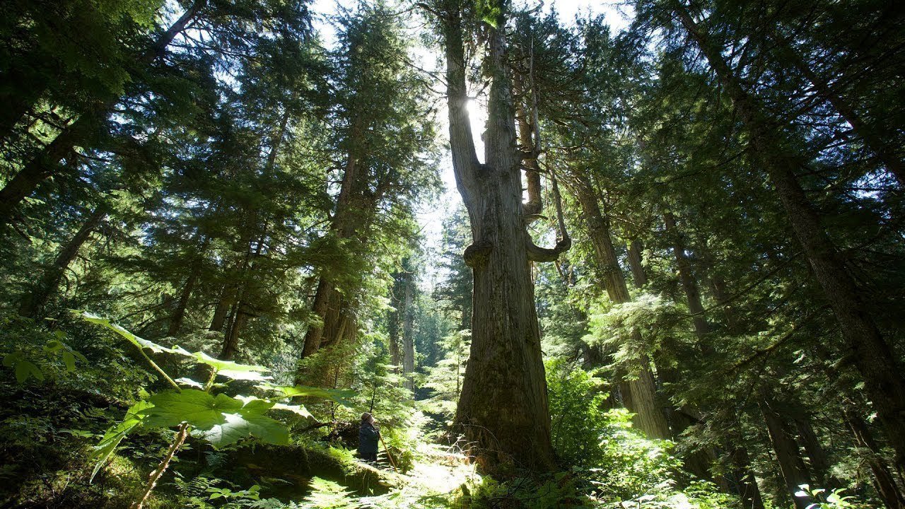 Petition · Protect BC's ancient Inland Temperate Rainforest - Canada ...