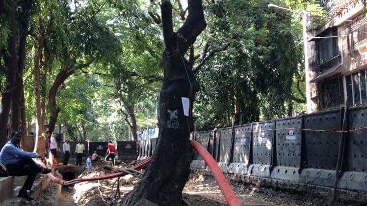 Petition · Protest the axing of 34 trees in Khar west Mumbai! Save ...