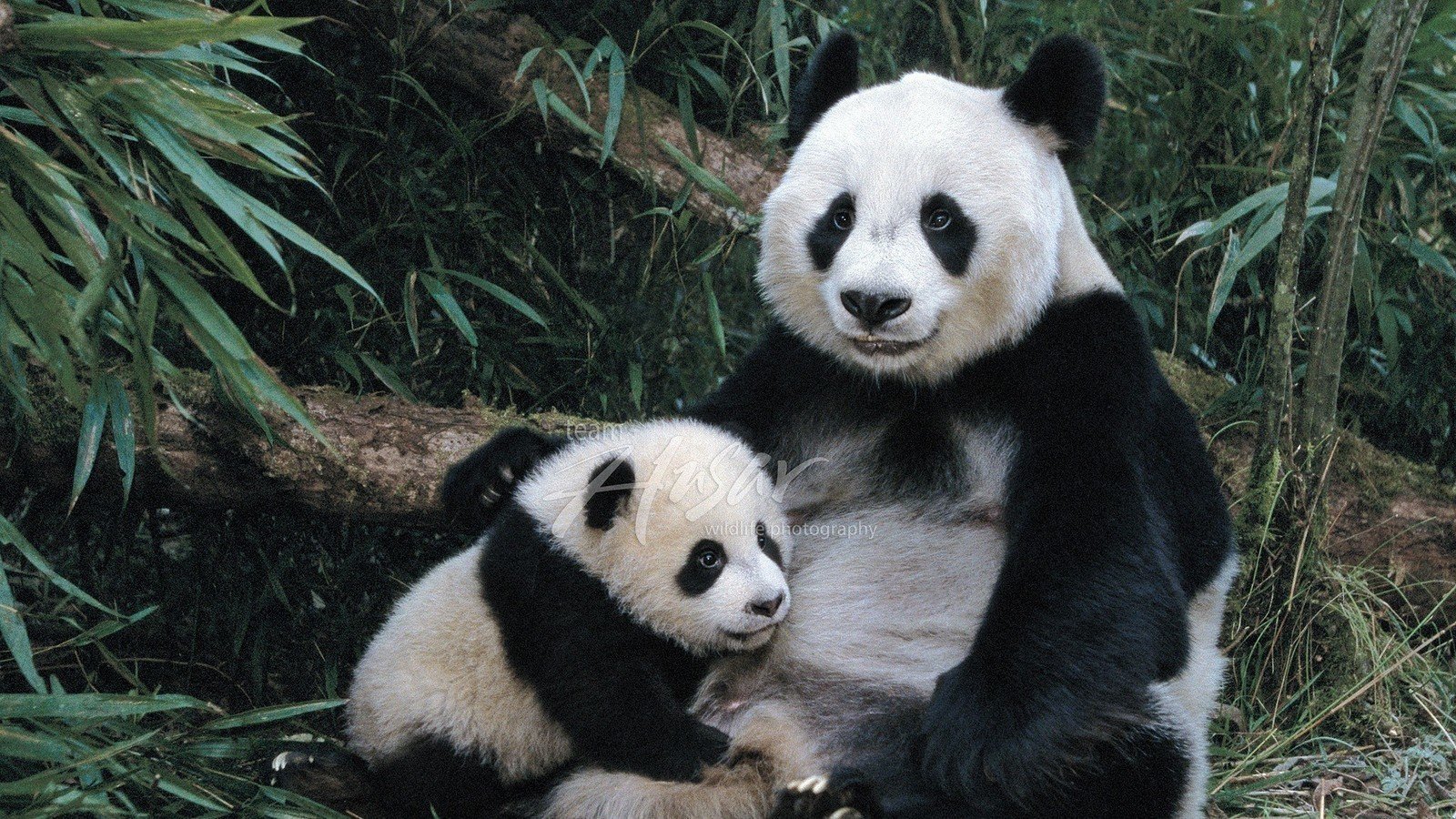 Petition · SAVE THE PANDAS - Australia · Change.org