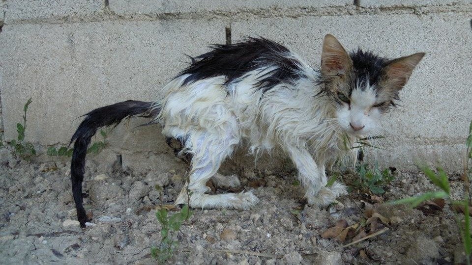 Petition · PAWsitive Pathways: Let's us create a home for the strays ...