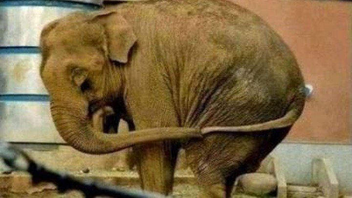 Petition · Animal welfare minister: Ban zoos' in India · Change.org