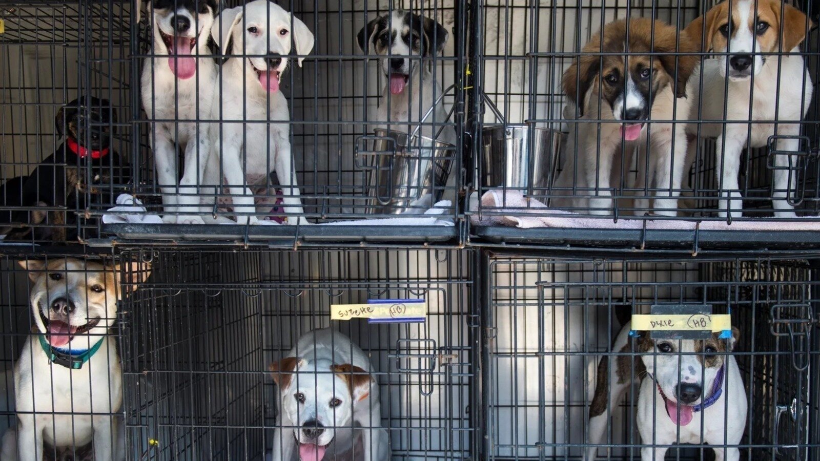 Petition · Ban euthanasia on adoptable animals at the federal level ...