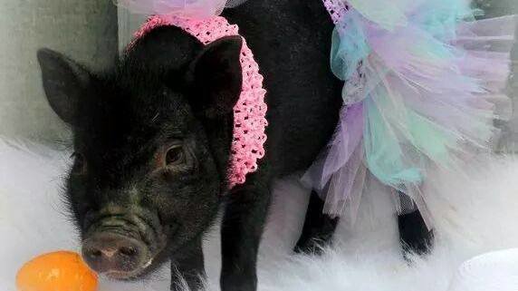 Petition · Add Mini pigs to ADA recognized service animals - United ...