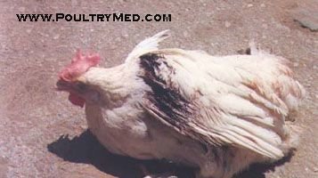 Petition · We demand regulation to prevent tumors and disease in ...