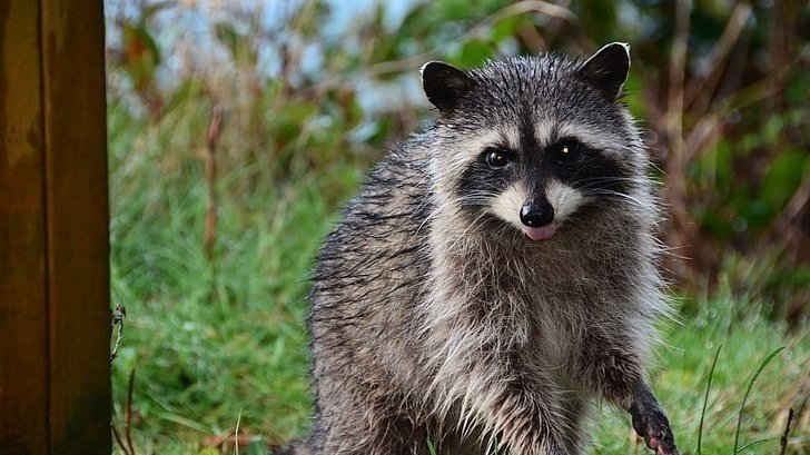 Petition · Legalization of raccoon ownership in Oregon - United States ...