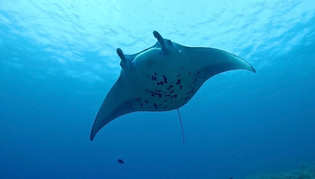Petition · Persuade Apple to Create a Manta Ray Emoji for World Manta ...