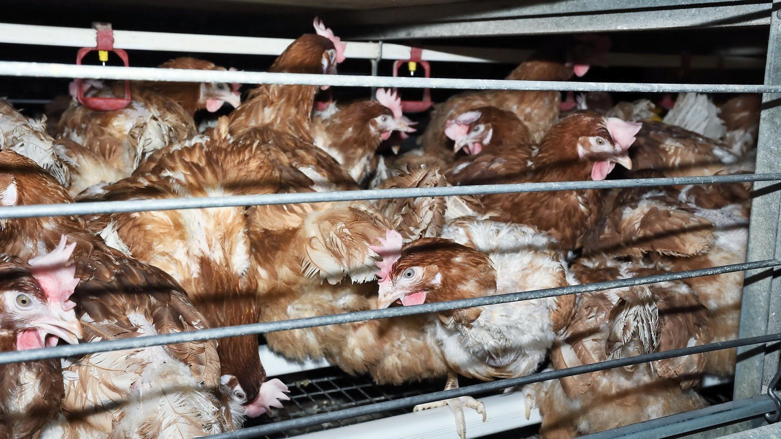 Petition · Stop Battery Hen Farming For Good - United Kingdom · Change.org