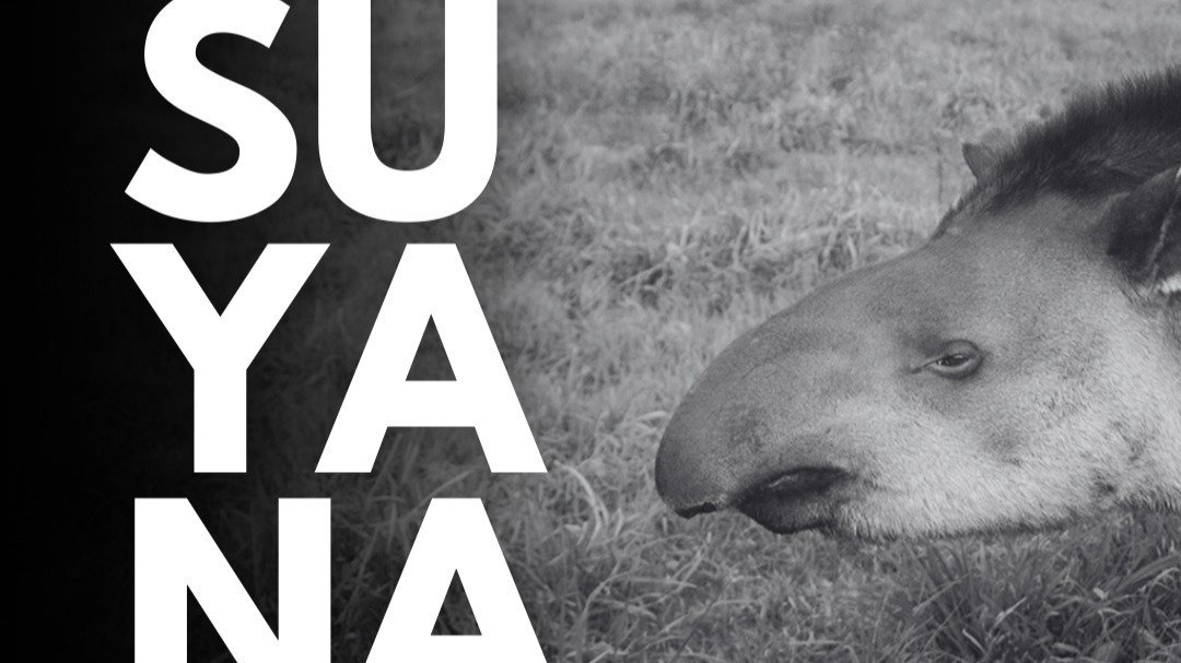 Petición · JUSTICIA POR SUYANA LA TAPIR ASESINADA EN TUCUMÁN POR UN ...