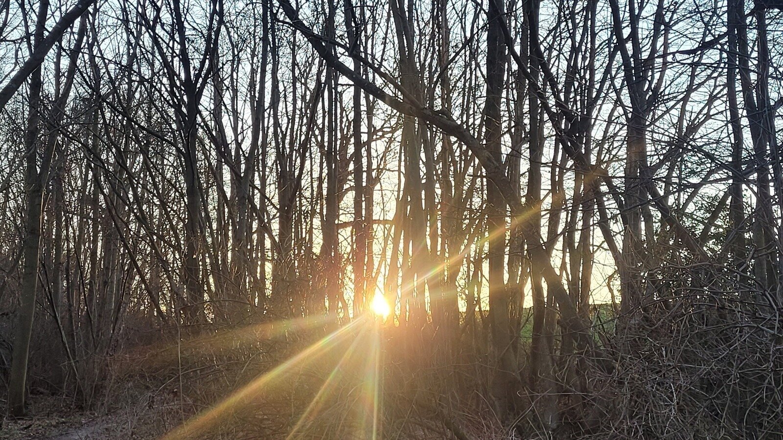 Petition · Stop the Unnecessary Felling of Mature Trees in Kent ...
