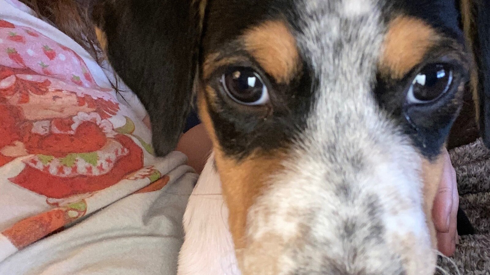 Petition · Stop CDC from Banning Entry of Young Dogs from Over 113 ...