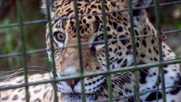 Petition · Protect the Amur Leopards from Extinction - New Zealand ...