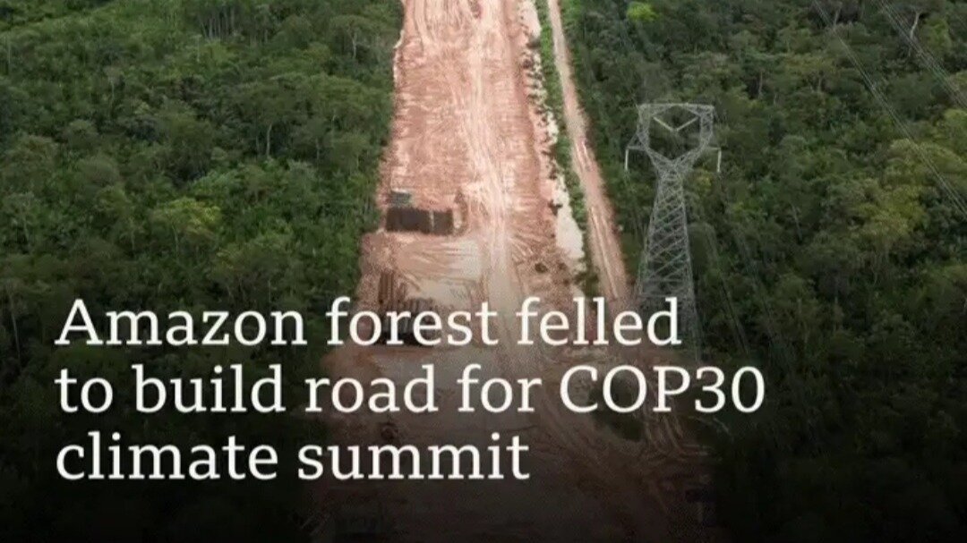 Petition · Halt Deforestation of Amazon for COP 30 Climate Summit and ...