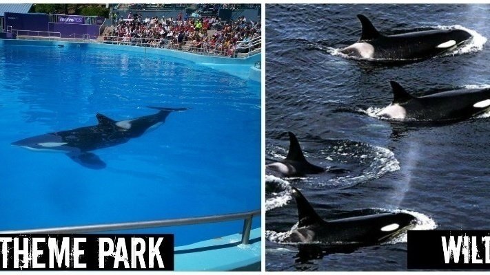 Petition · Free the Whales of SeaWorld - United States · Change.org