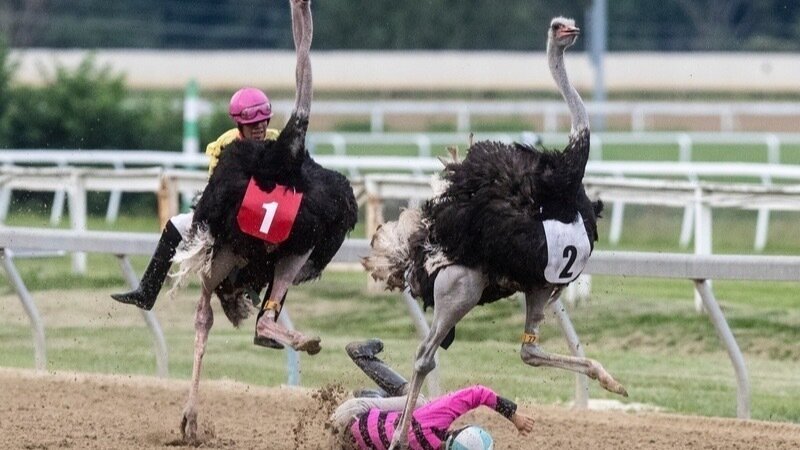 Petition · End Ostrich, Camel, and Zebra Races at Hollywood Casino ...