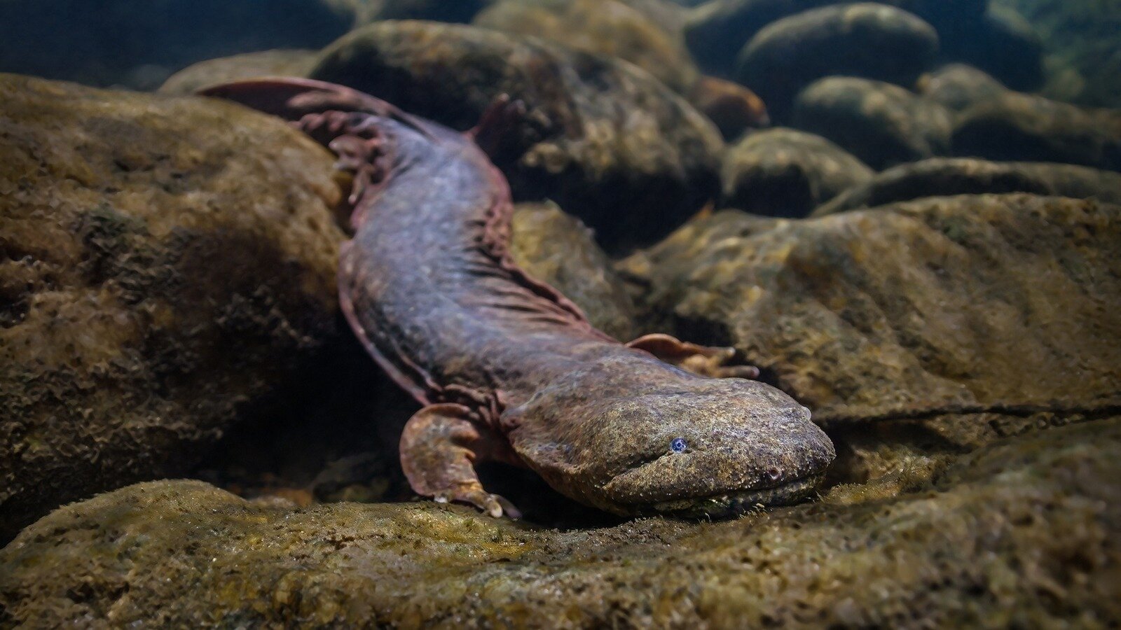 Petition · Demand agencies protect the Eastern hellbender as either ...