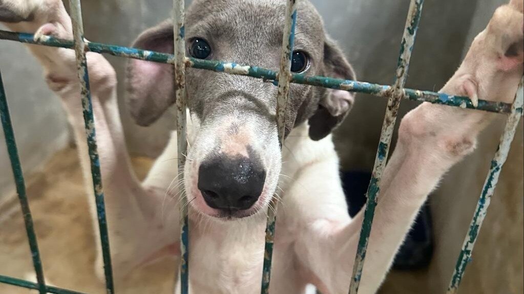 Petición · Justicia y Libertad para 16 Perros encarcelados en el Centro ...