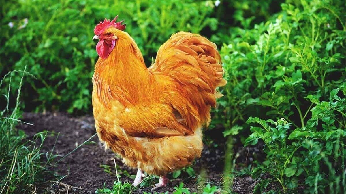 Petition · Allow Chickens and Goats in Filing 11 - Falcon, United ...
