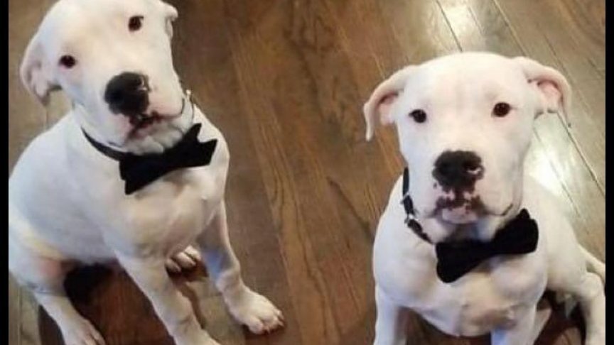 Petition · Rights for Ludwig - United States · Change.org