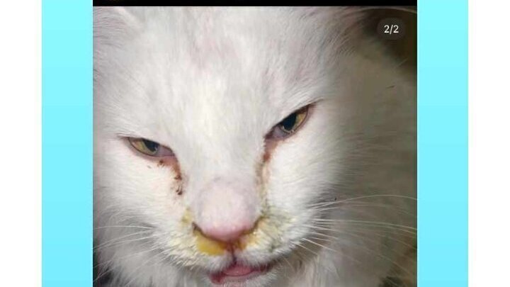 Petition · SBC. Devore stop inadequate care leading to suffering and ...