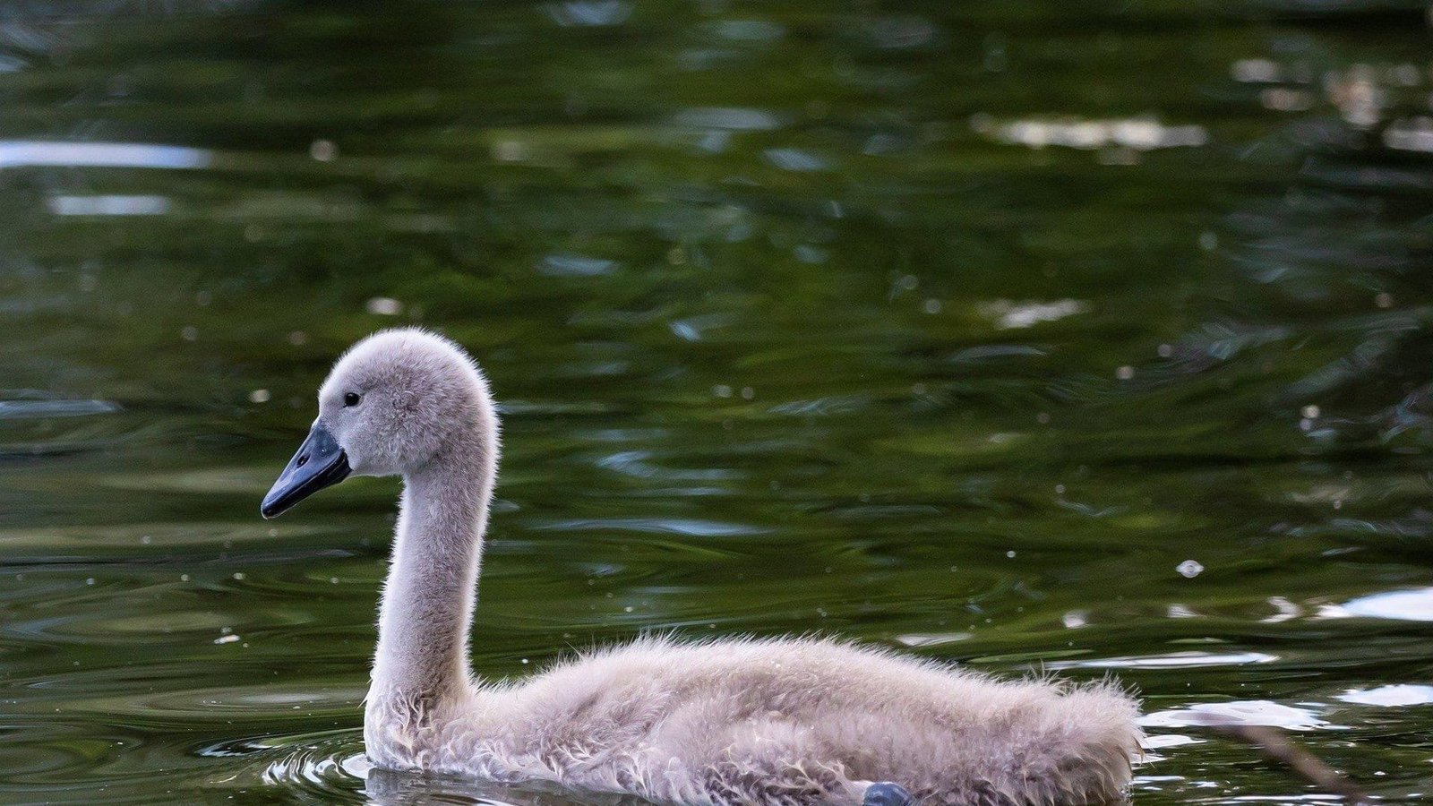 Petition · SAVE THE SWANS REMOVE THE GATE - United Kingdom · Change.org