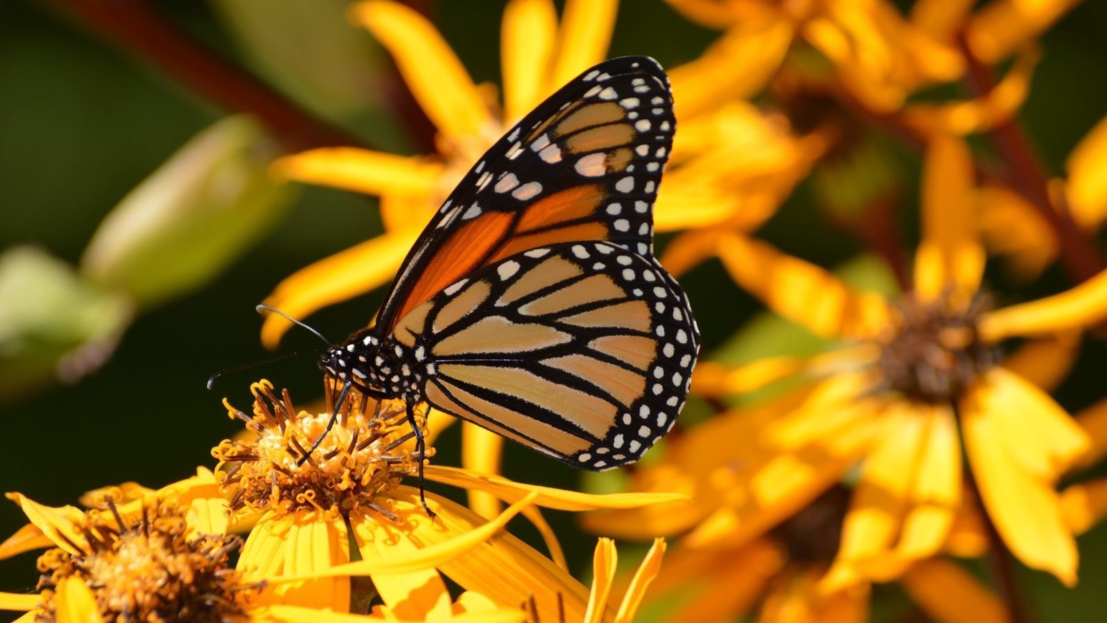 Petition · Get the virtually extinct monarch butterflies on the ...